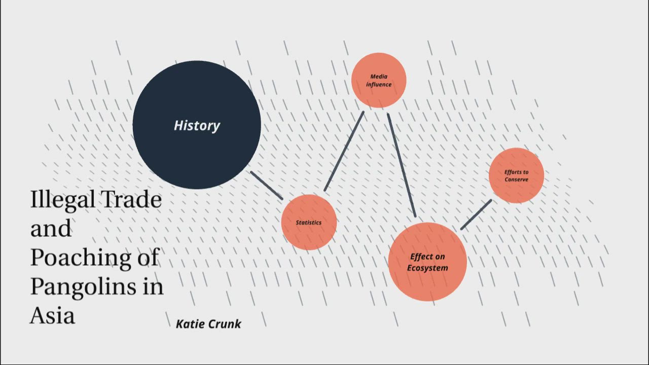 Illegal Trade and Poaching of Pangolins in Asia by katie crunk on Prezi ...