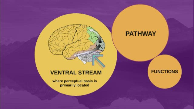 GETTING TO KNOW VENTRAL PATHWAYS by nie9ur ndwie on Prezi Video