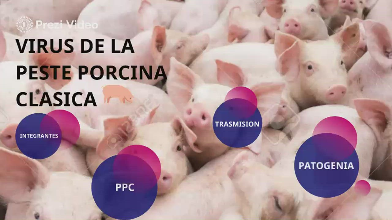 Virus de la peste porcina clásica (VPPC) by Marcela Chopin on Prezi Video