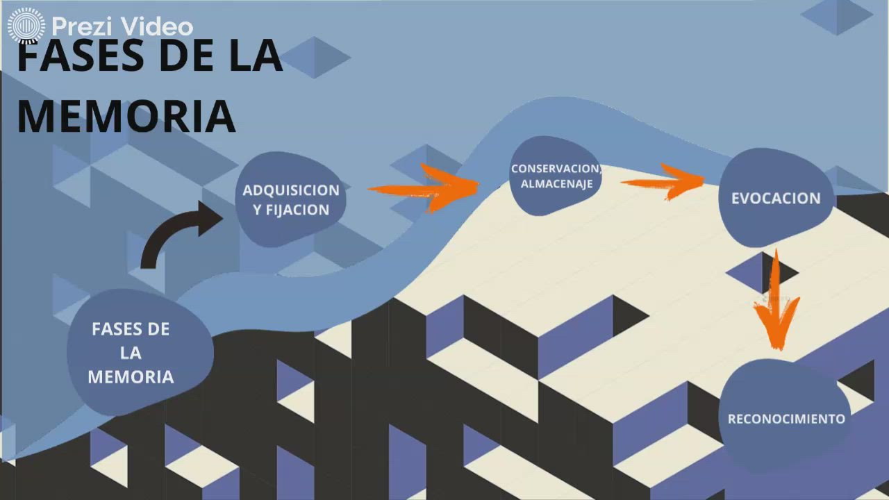 Fases De La Memoria By Wilder Huamani On Prezi Video