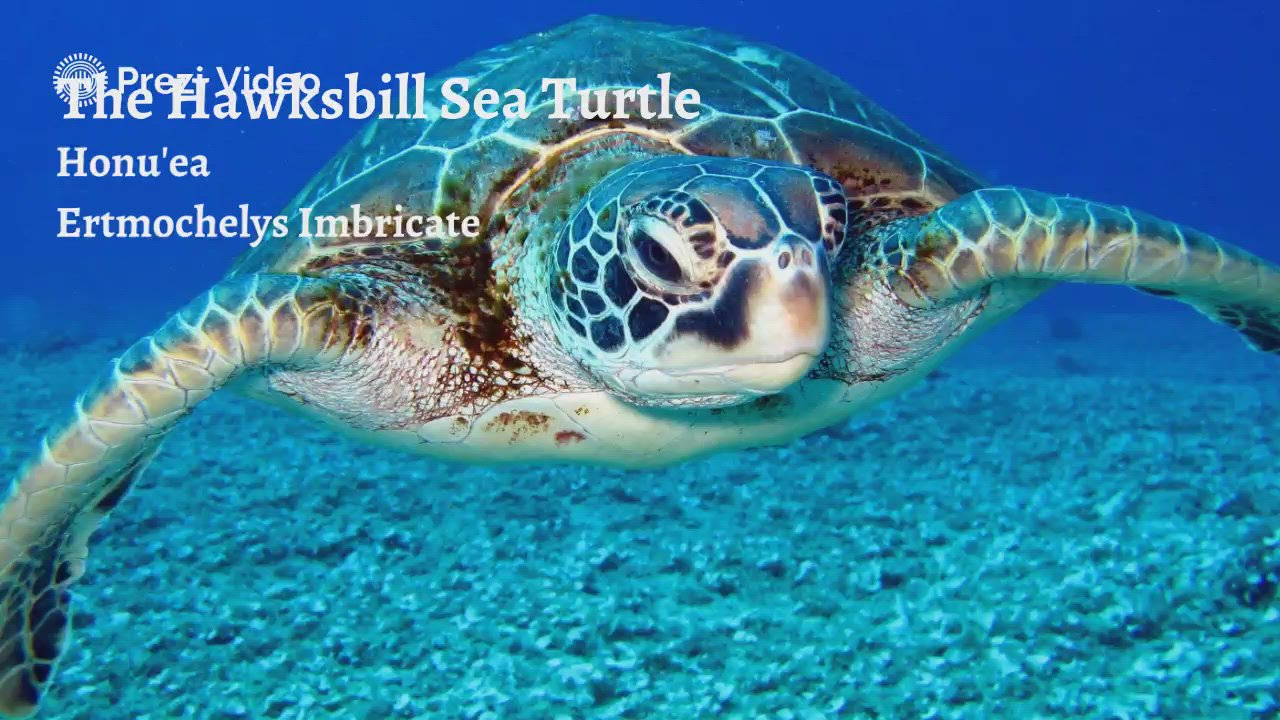 Hawksbill Sea Turtles (Honu'ea) by Marissa Felkley on Prezi Video
