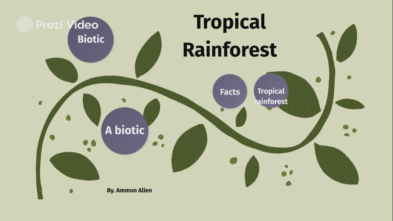 Tropical Rainforest ecosystem by Ammon Allen on Prezi Video