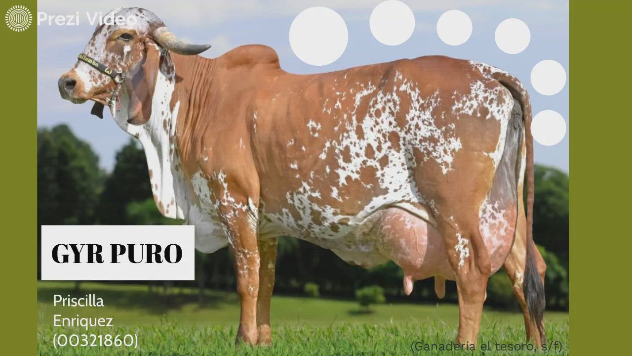 GYR PURO by Priscilla Enriquez on Prezi Video