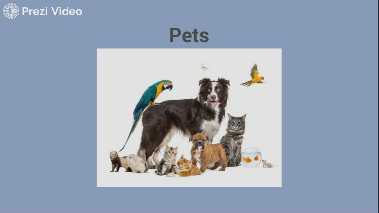 Household Pets for ESL Beginners by Kelly McPherson on Prezi Video