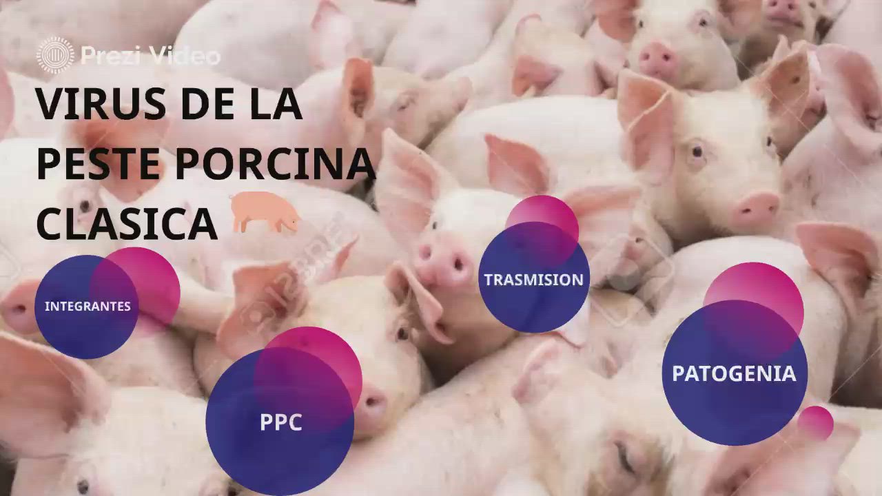 Virus de la peste porcina clásica (VPPC) by Marcela Chopin on Prezi Video