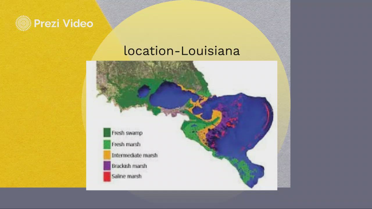 swamp ecosystem by CARTER MACH on Prezi Video
