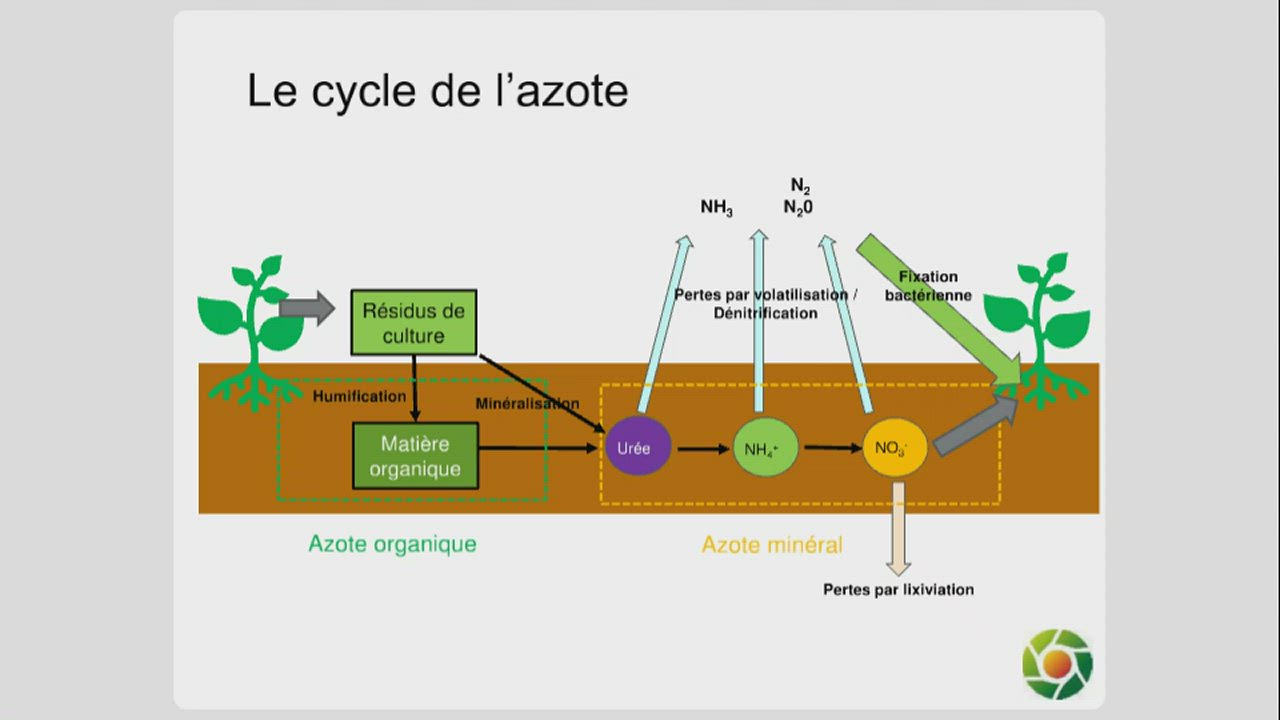 Vidéo 4 : le cycle de l'azote by Yvan Guerin on Prezi Video