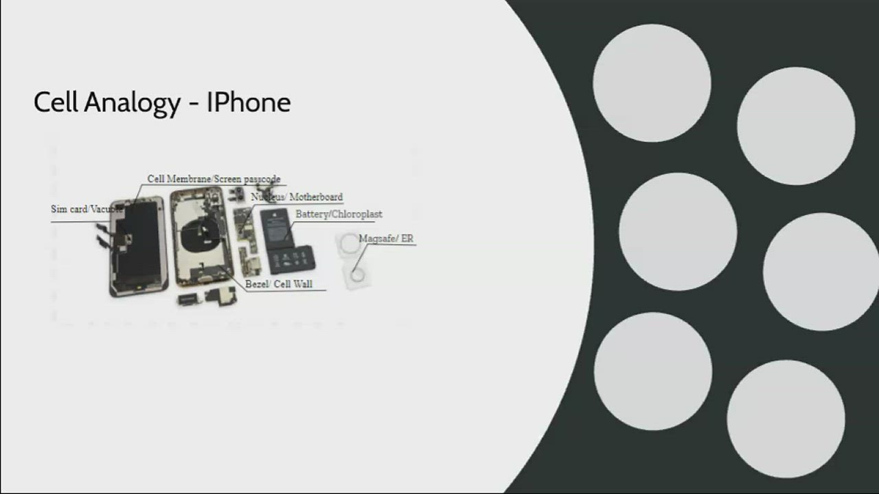 Cell Analogy - Iphone by Jiang Li on Prezi Video