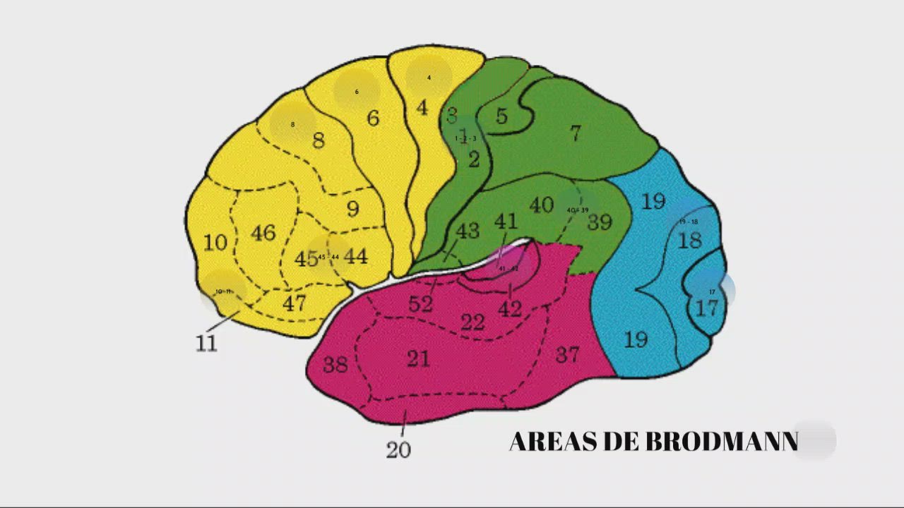AREAS DE BRODMANN by Jenny Amezquita Fuquenes on Prezi Video