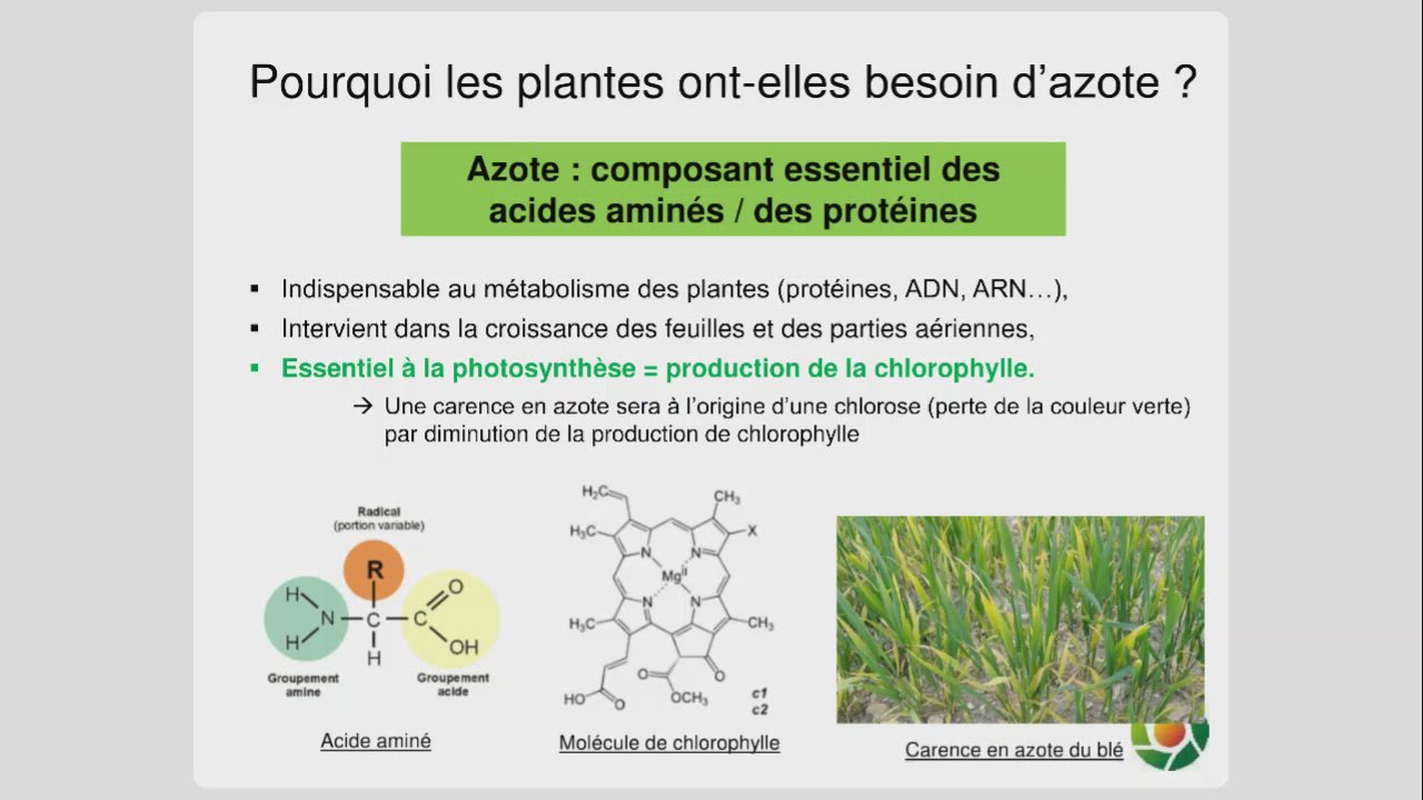 Vidéo 1 : le rôle de l'azote dans les plantes by Sophie VERMERIE on ...