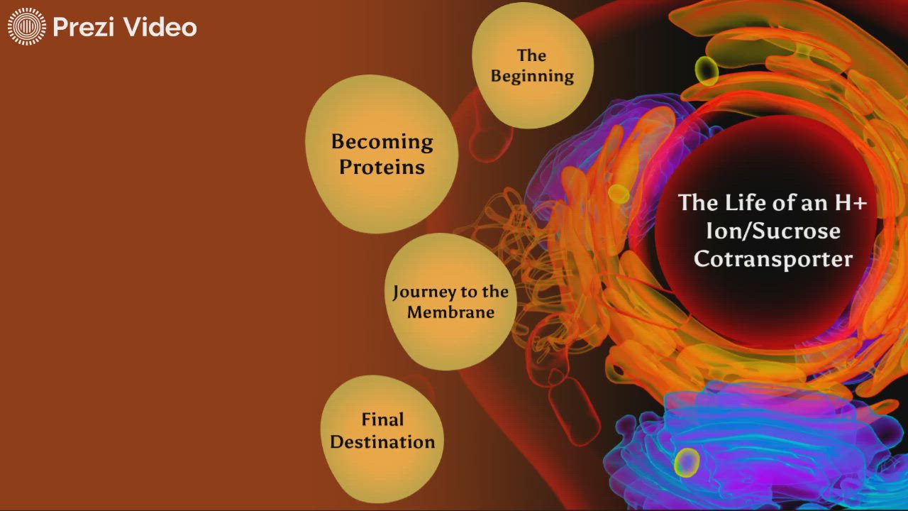 Plant Root Cell H+ ion/Sucrose Co-transporter by Abigail Hu on Prezi Video