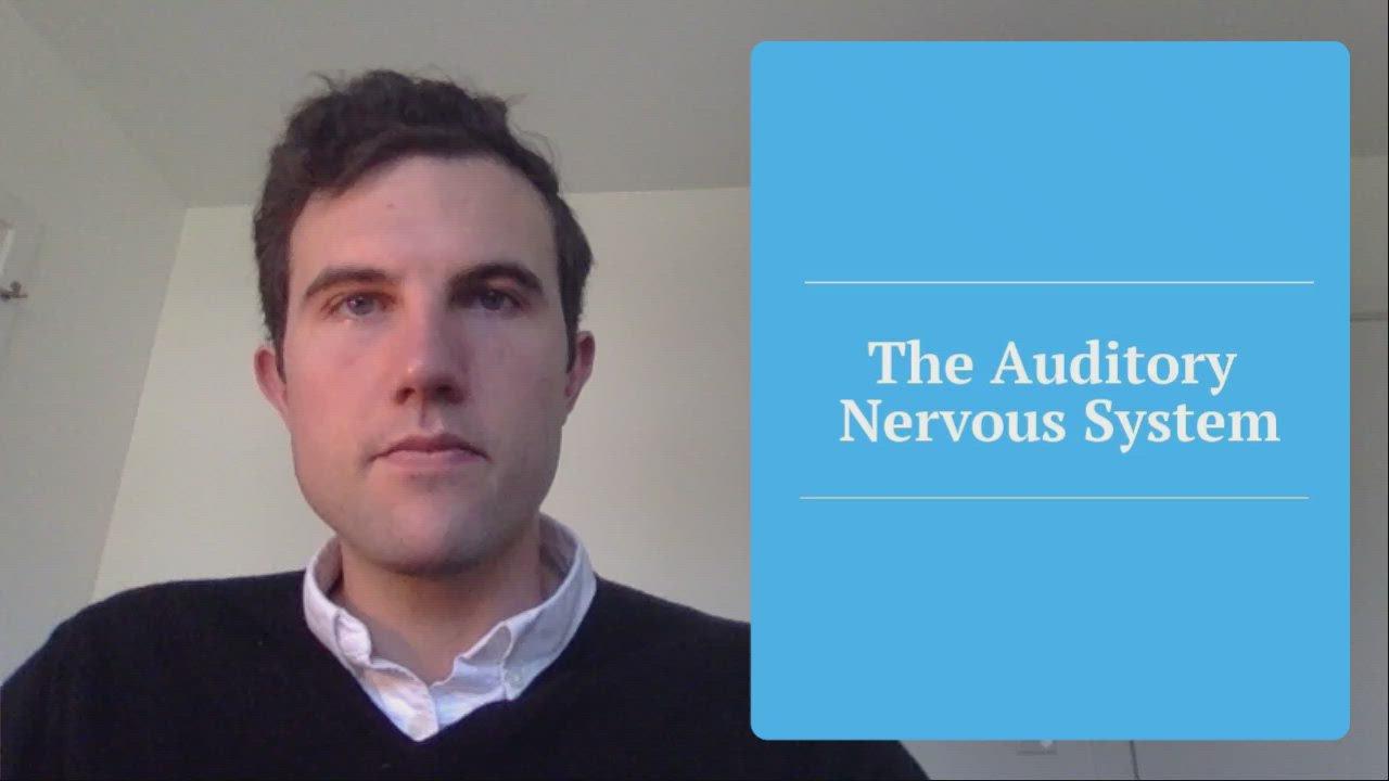 Auditory Nervous System by Intro to Audiology CSD on Prezi Video