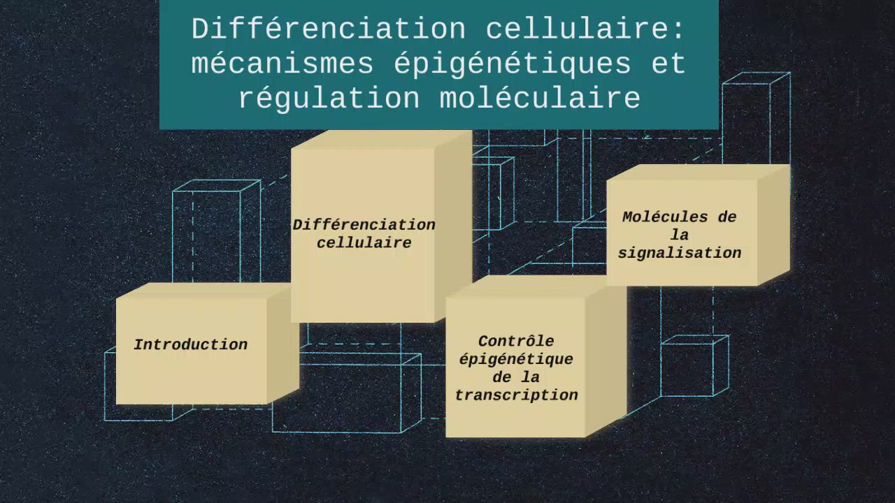 Différenciation cellulaire et mécanismes épigénétiques by Mathilde Hanoune on Prezi Video