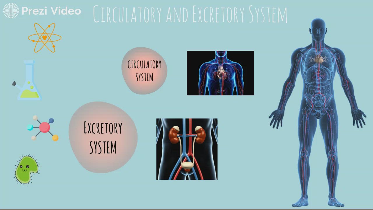 Circulatory and Excretory System by Aditya Bagul on Prezi Video