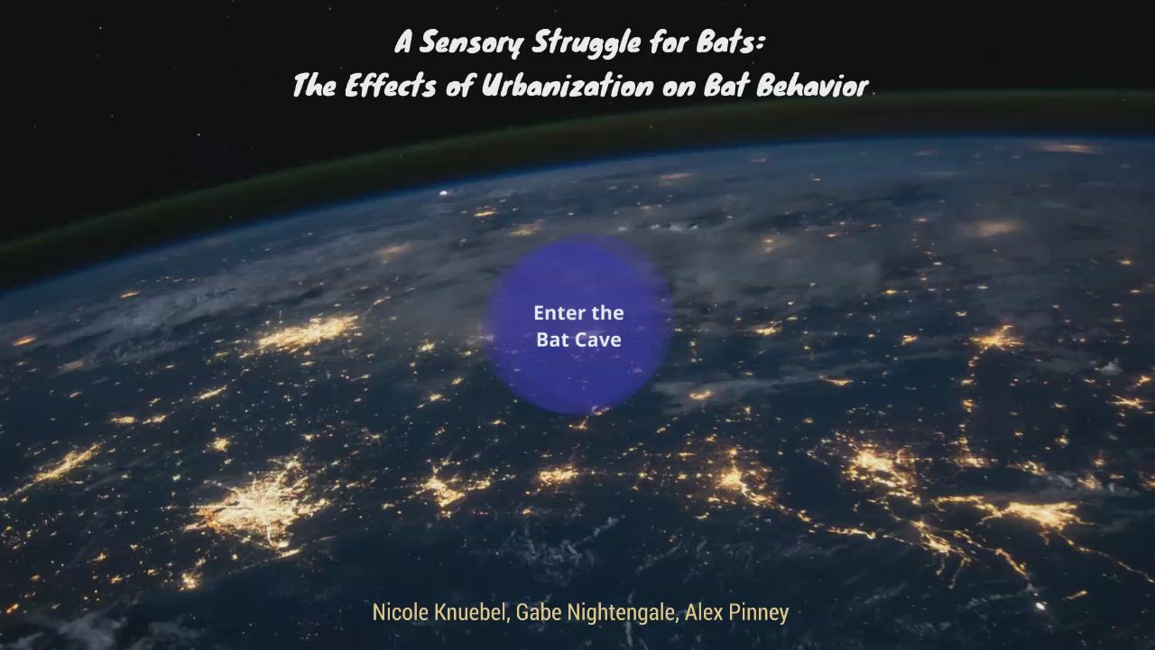 A Sensory Struggle for Bats: The Effects of Noise and Light Pollution ...