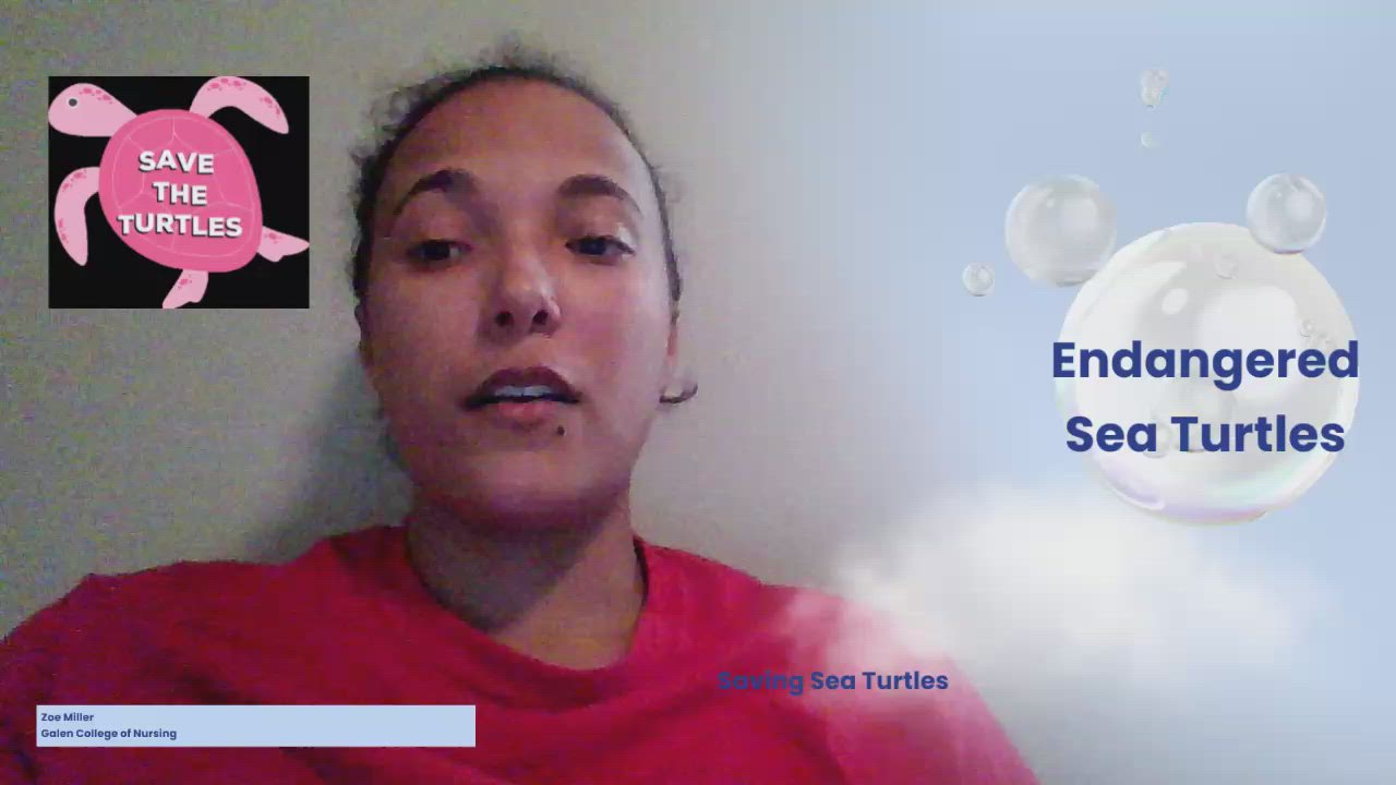 Saving the Sea Turtles by Zoe Miller on Prezi Video