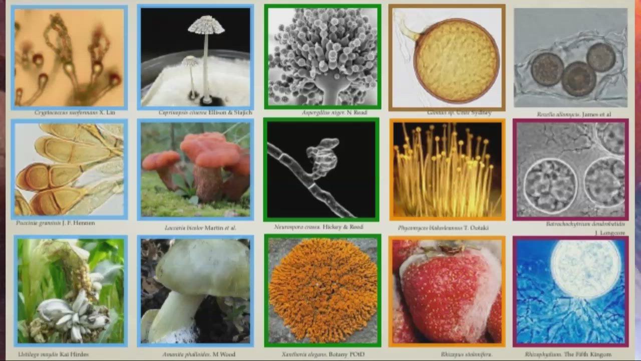 Hongos Ascomycota by Fernando Pérez Rodríguez on Prezi Video