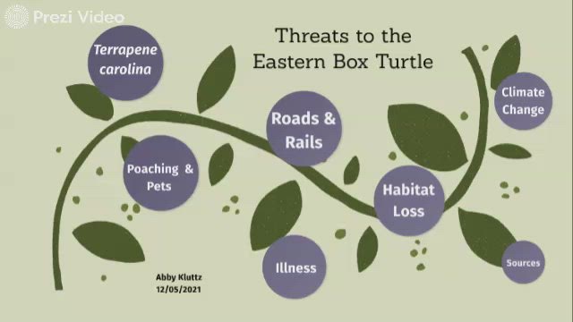 Threats to the Eastern Box Turtle by Abby Kluttz on Prezi Video