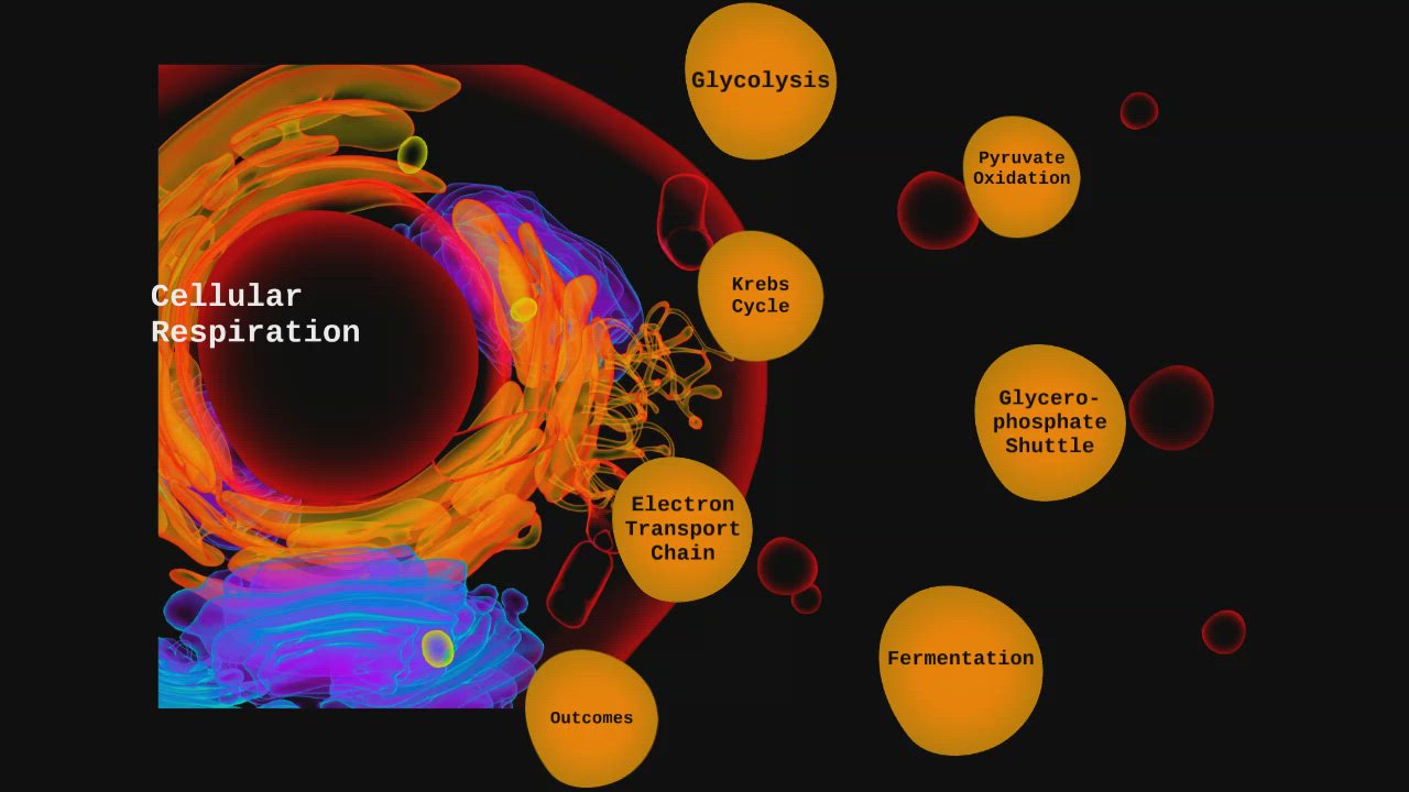 Cellular Respiration Project by Amy Shammas on Prezi Video