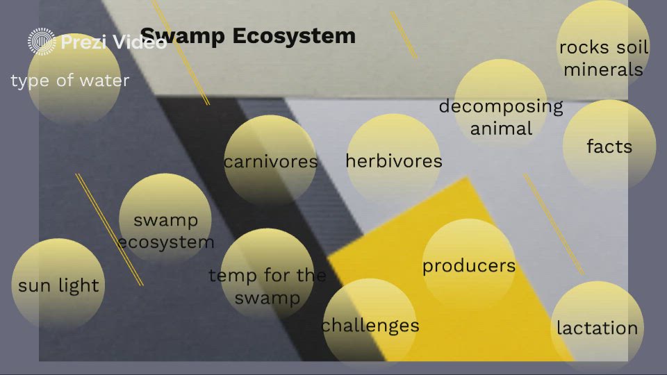 swamp ecosystem by CARTER MACH on Prezi Video