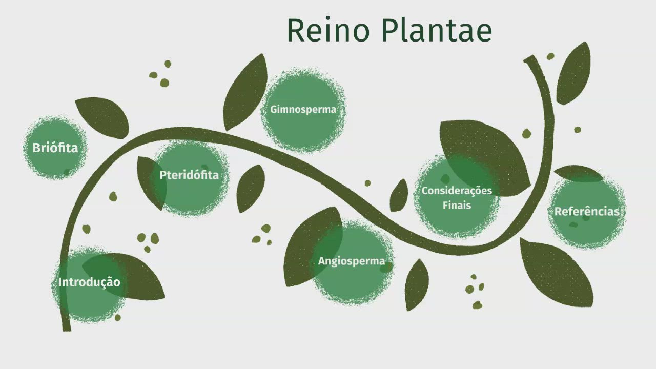 Reino Plantae Divisiones Del Reino Plantae Icarito