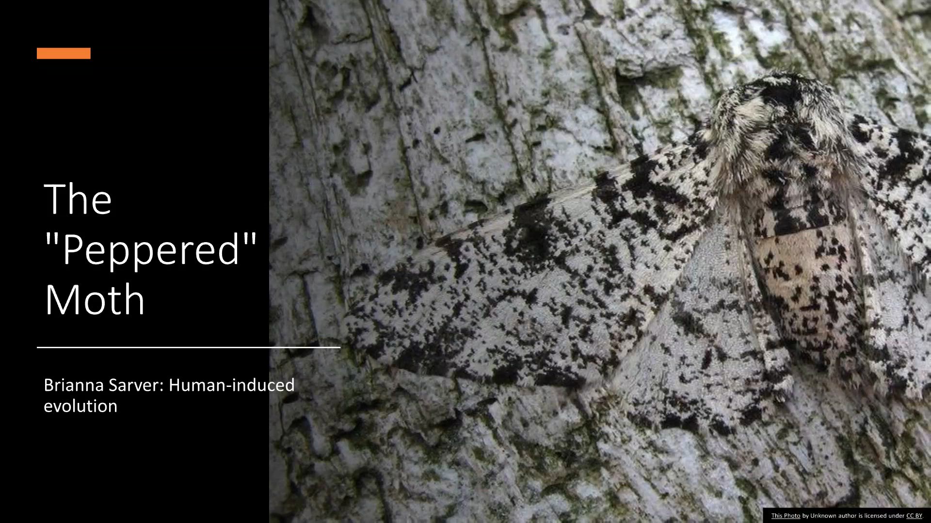 Peppered moth by Brianna Sarver on Prezi Video