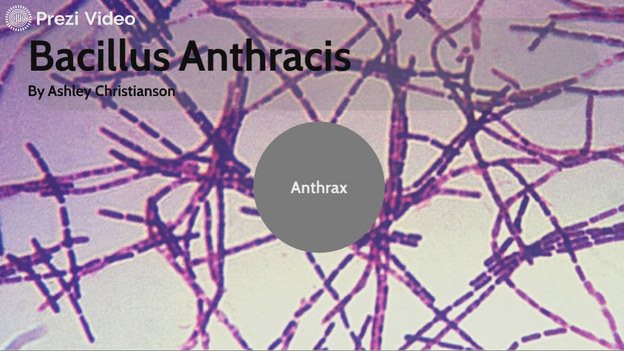Bacillus Anthracis by Ashley Christianson on Prezi Video