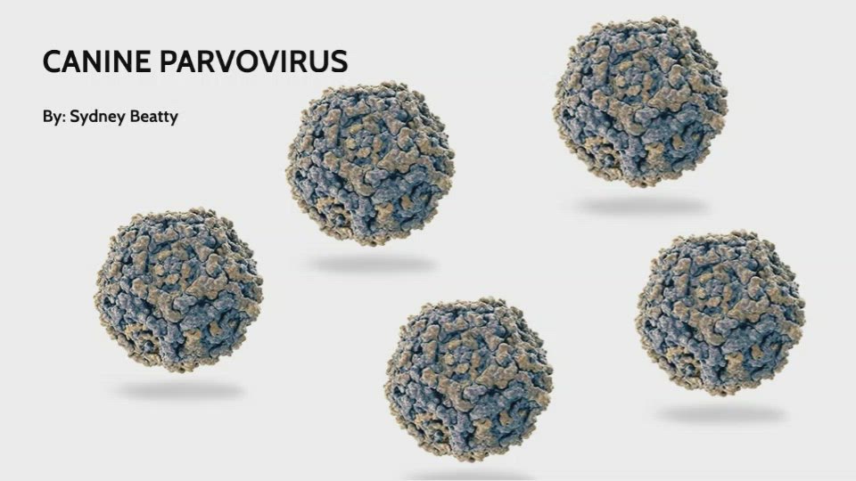 CANINE PARVOVIRUS by Sydney Beatty on Prezi Video