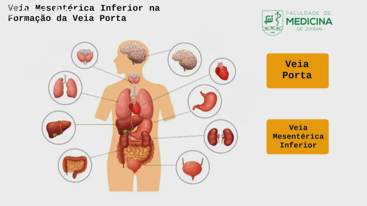 Veia Mesentérica Inferior na Formação da Veia Porta by LUCA ESQUAELLA ...