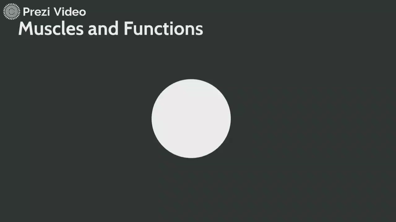 Muscles And Functions By Gavin Hillebert On Prezi Video muscles-and-functions-by-gavin-hillebert-on-prezi-video